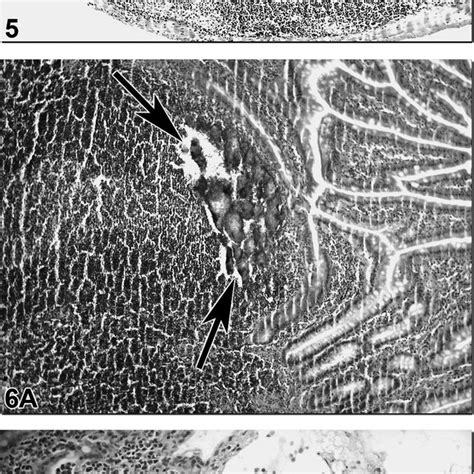 Pdf Histopathology Of Mucosa Associated Lymphoid Tissue