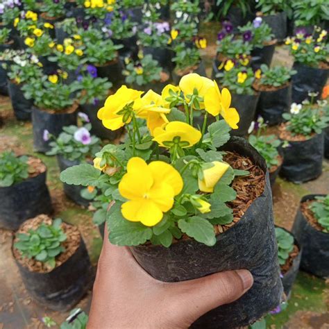 Jual Bunga Viola Tricolor Edible Flower Shopee Indonesia