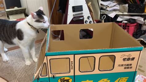 「くやしいニャー！」“体型の問題”で箱に入れなかった猫氏、スリムな猫ちゃんに八つ当たりするも負ける！ ニコニコニュース オリジナル