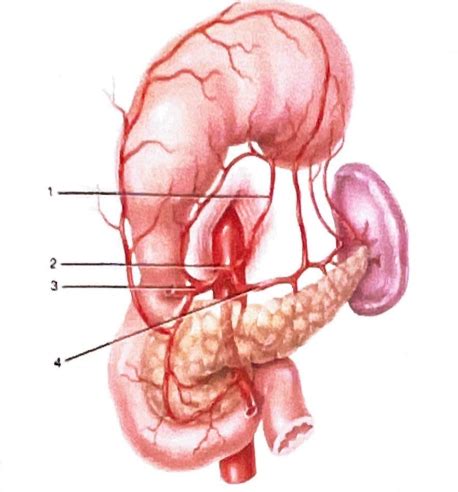 Celiac Trunk Branches Diagram Quizlet