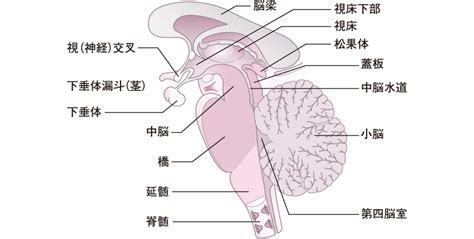 脳幹の区分（正中矢状断） 神経系 生理学 医療技術