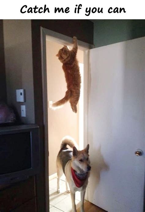 Catch Me If You Can 4474