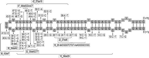 Mutations Causing Hhcs In The Predicted Secondary Structure Of The Ire
