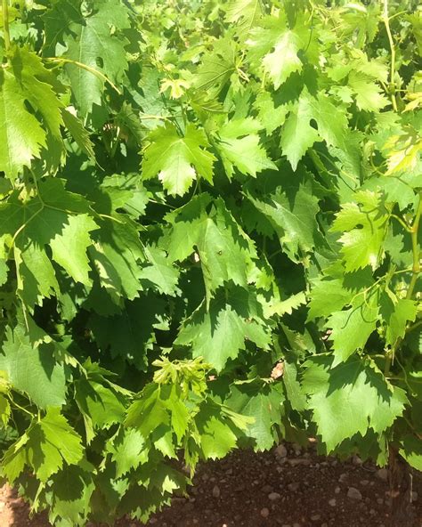 Grape seed – Vitis vinifera Dry Extract | Euromed