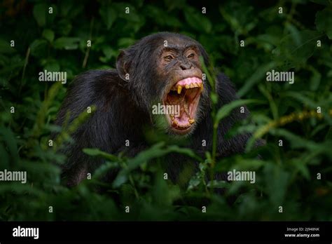 Chimpanzee Open Muzzle Mouth With Tooth Tree In Kibale National Park