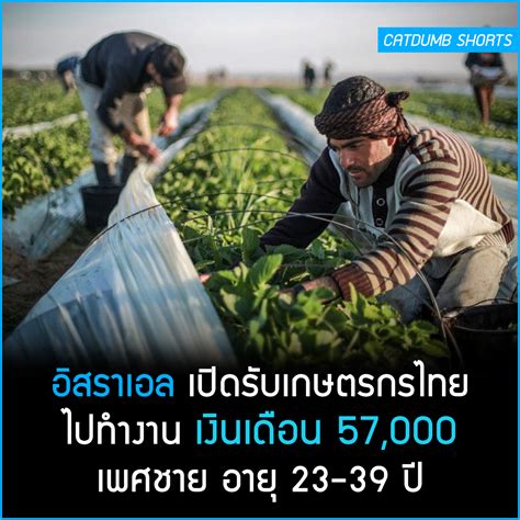 อิสราเอลเปิดรับเกษตรกรไทย ไปทำงาน เงินเดือน 57 000 เพศชาย อายุ 23 39 ปี Catdumb แคทดั๊มบ์