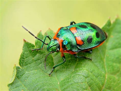 Scutiphora Wikipedia