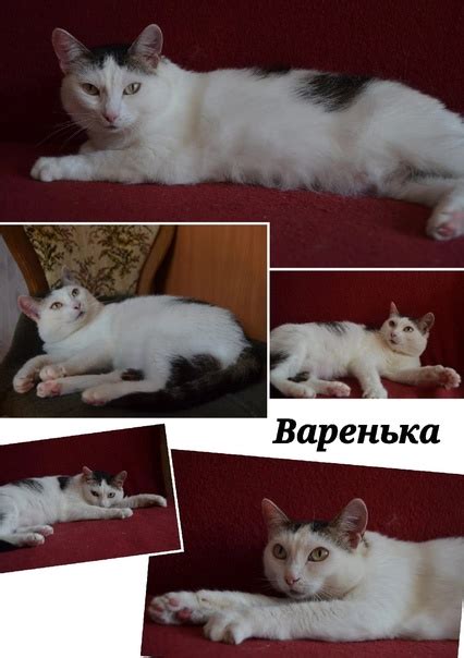 Ищем дом кошечкам и котикам Кошка Варенька ищет любящих хозяев