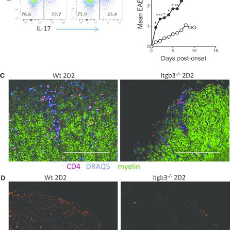 Integrin B3 Expression On Th17 Cells In Eae Cd4 T Cells From Dlns And