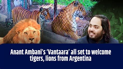 Anant Ambani`s `vantara`all Set To Welcome Tigers Lions From Argentina