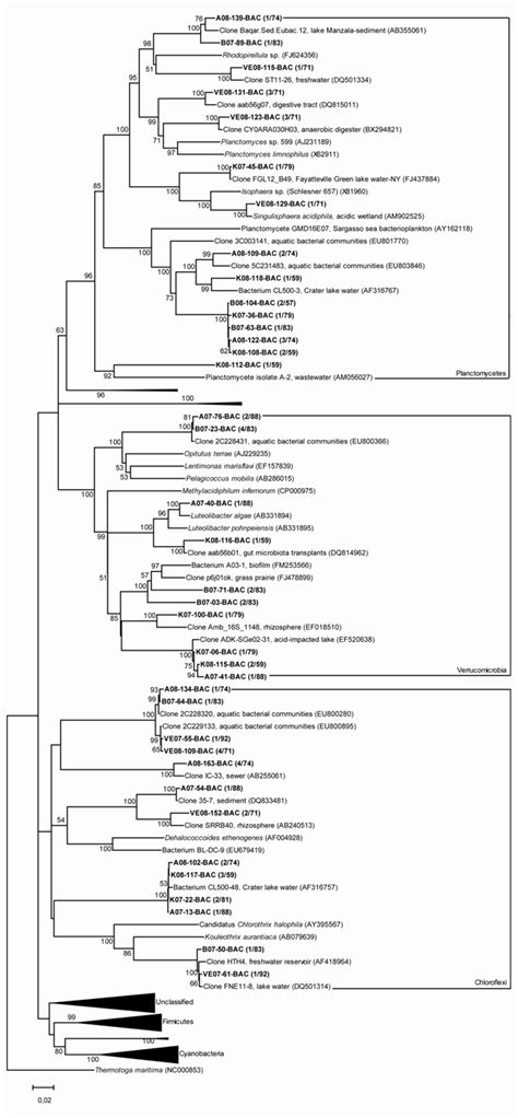 Fig S9 Phylogenetic Tree Of The Pcr Amplified 16s Rrna Gene