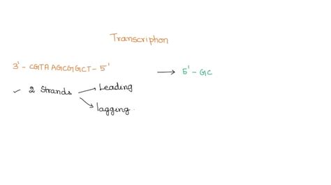 Solved If A Dna Template Strand Has The Sequence Of 5tacaatgtagcc3