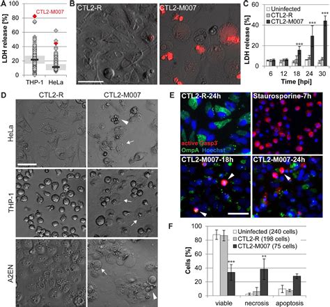 Figure 1 From The Chlamydia Trachomatis Inclusion Membrane Protein Cpos Counteracts Sting