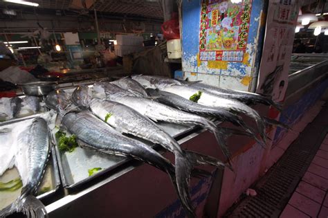 青岛鲅鱼上市每条20斤比孩子都大 鲅鱼 青岛 伊春 新浪新闻
