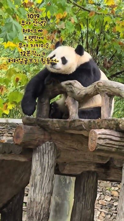 이모의 산책길에 딱걸린 허허~#fubao #허허 - YouTube