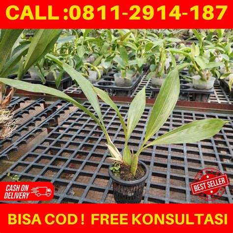 GRATIS KONSULTASI CALL 0811 2914 187 Jual Bibit Anggrek Spesies By