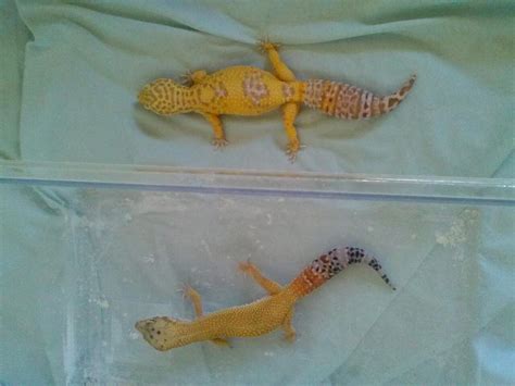 Fatty Liver Disease Leopard Geckos Wiki Reptiles Amino