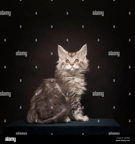 A Funny Cute Maine Coon Cat Kitten Close Up Largest Domesticated