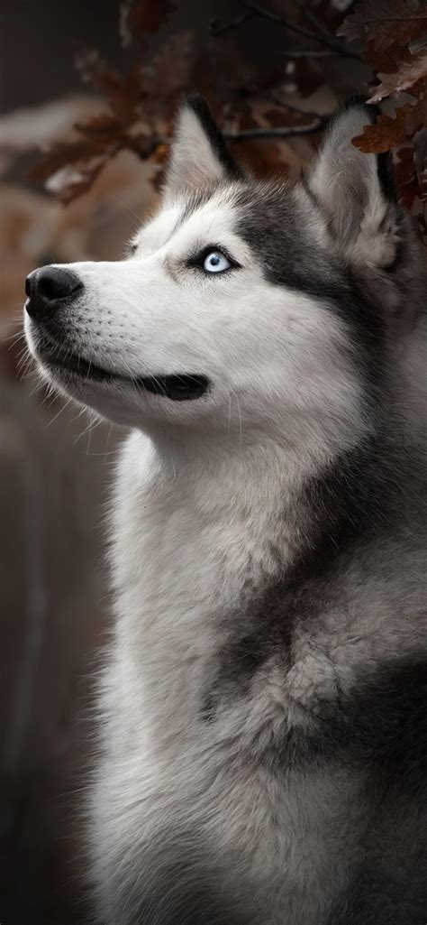 Husky Boy R IWallpaper