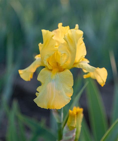 All About Iris