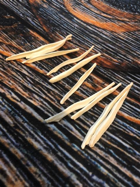 10 Real Coyote Baculum Penis Bone Unique Christmas Odd Gag Etsy