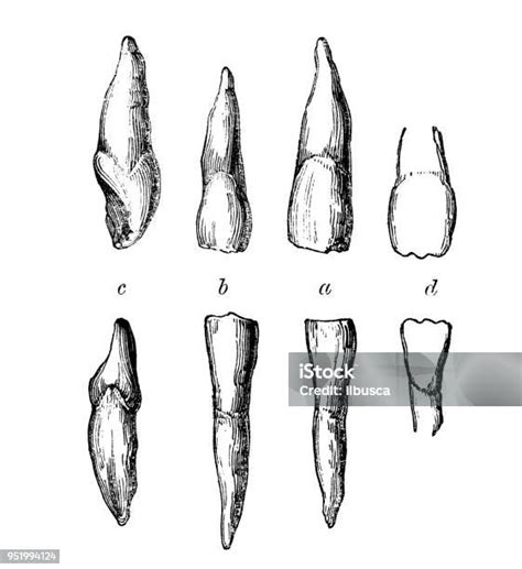 Antique Dillustration De Lanatomie Du Corps Humain Incisives Vecteurs