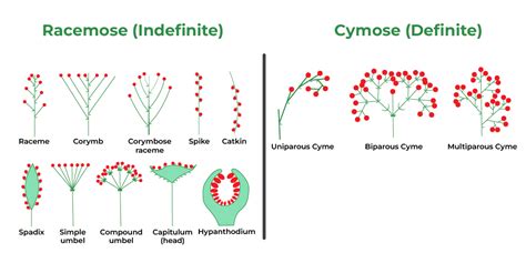 Inflorescence Definition Types Classification And 52 Off