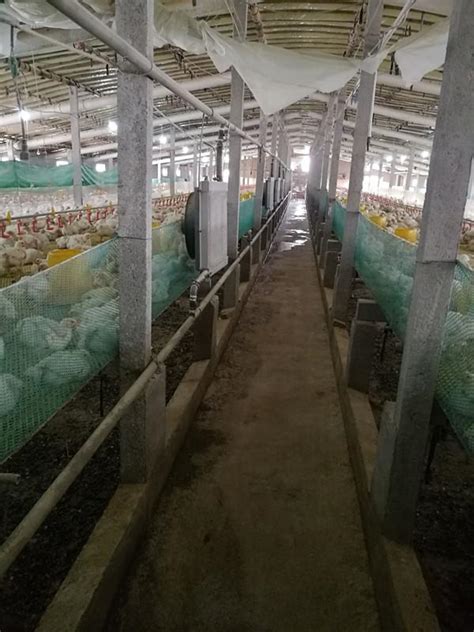 看雞施溫的「溫」到底是什麼溫？ 每日頭條