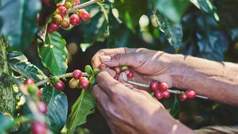 Nestlé Presentó Su Plan Nescafé 2030 Soy Positivo