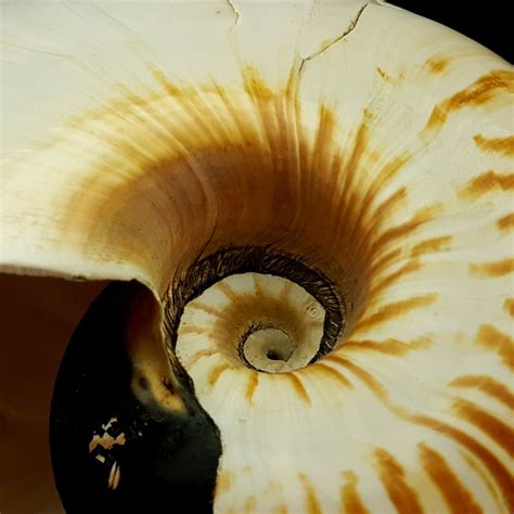 Fs Nautilus Allonautilus Perforatus 181 5 Mm Supersize Ebay