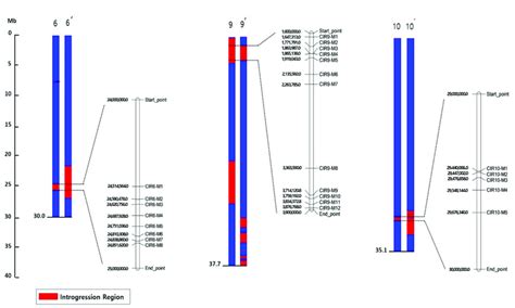 Schematic Representation Of The Three Chromosomes Blue For Drd45nc Download Scientific