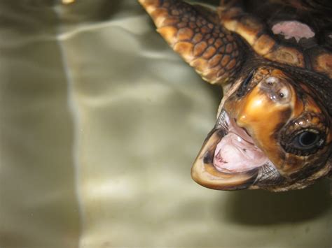 Where Do Newly Hatched Baby Sea Turtles Go Smithsonian