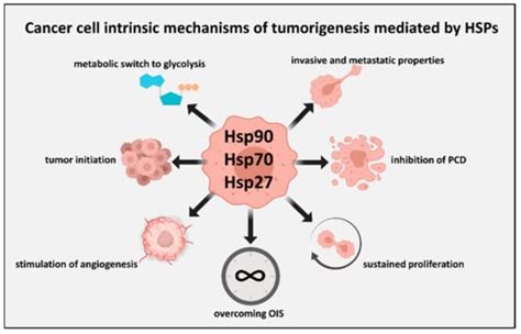Ijms Special Issue The Role Of Heat Shock Proteins From Molecular