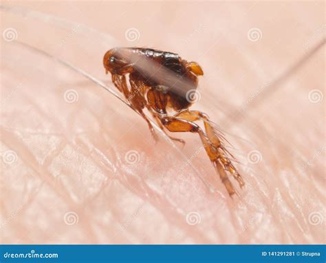 Flea Siphonaptera On Human Skin Stock Image Image Of Dangerous Human