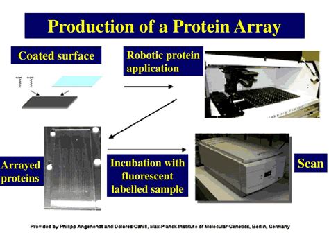 Ppt Protein Arrays Powerpoint Presentation Free Download Id3564085