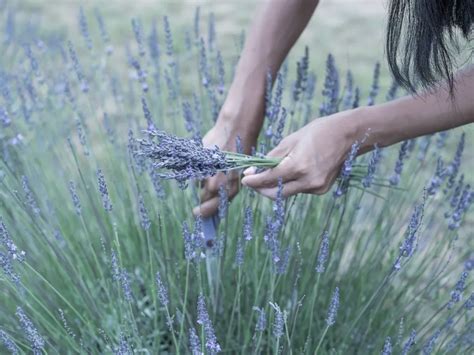 Veja Dicas Como Plantar E Cultivar Lavanda Em Seu Jardim Jardim Dos