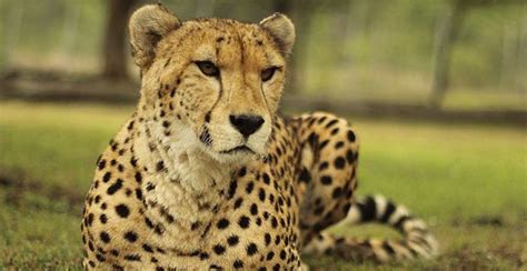 Cheetah Thrill Package At Casela Nature Parks
