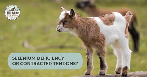 Selenium Deficiency Or Contracted Tendons Little Avalon Farm