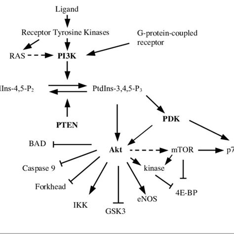 The Pi3kptenakt Pathway Gsk3 Glycogen Synthase 3 P70 S6k