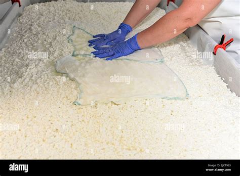 On The Processing Table The Whey Is Separated From The Curd Stock