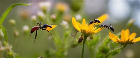 The Role Of Ants In The Ecosystem Of Northwest Arkansas