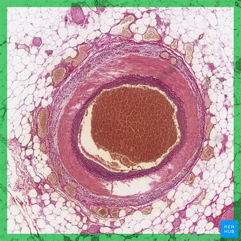 A Muscular Artery Histology Vascular Histology Slides Blood Hot Sex