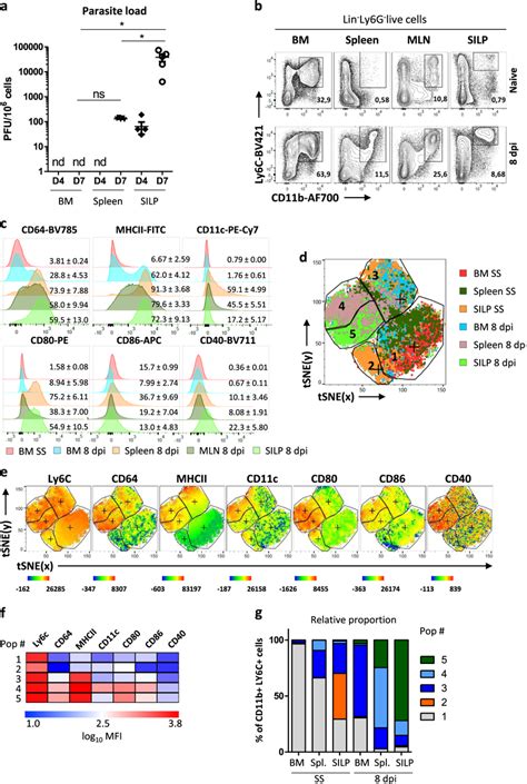 Ly6c⁺ Monocytes Acquire Localization Specific Phenotype In The Course