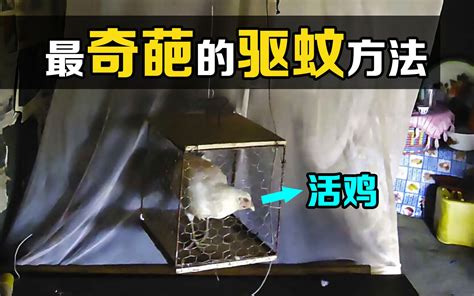不可思议的驱蚊方式在房间里挂一只活鸡你知道原理吗 冷科普 冷科普 哔哩哔哩视频