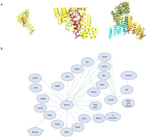 Tom Complex Subunits Encyclopedia Mdpi