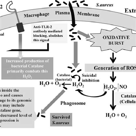 Scheme 1 Schematic Representation Of The Study Download Scientific