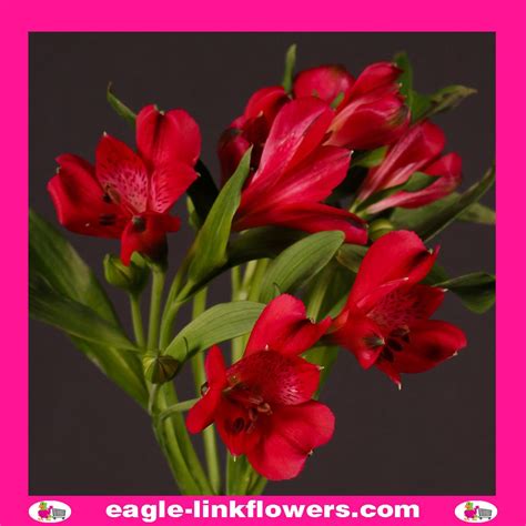 Alstroemeria Adele Alstroemeria Eagle Link Flowers