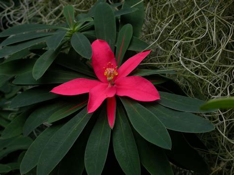 Cavendishia Ends A 38 Year Wait For Its Own Name Botanics Stories