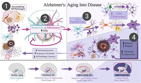 2023 04 03 Alzheimers Cause Hypthosis Naturecomms University Of Victoria