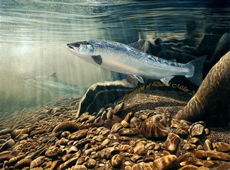 Atlantic Salmon By David Miller Oil On Canvas Original Sold Limited